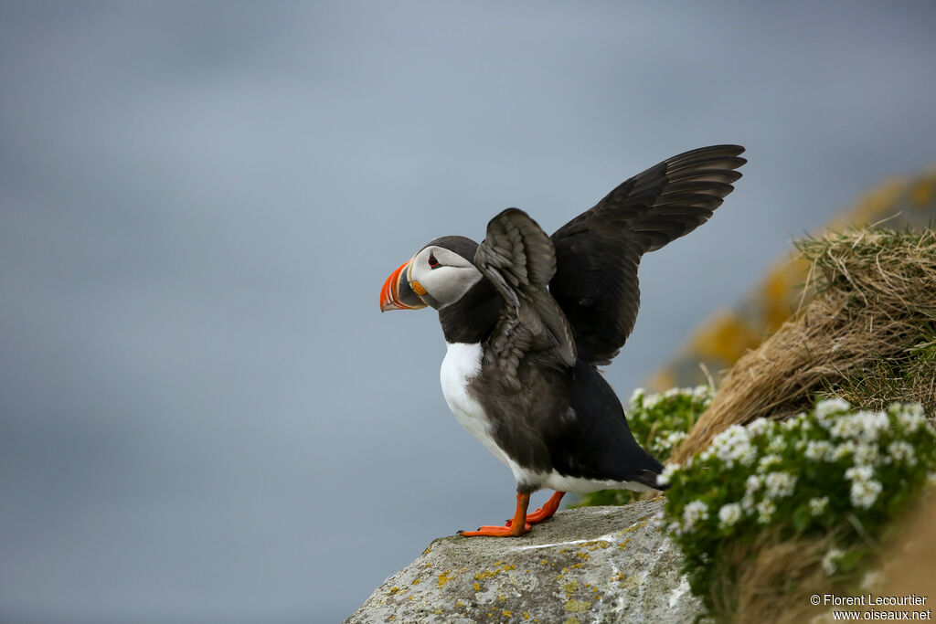 Macareux Moine Fratercula Arctica Flle233498 Macareux Moine Fratercula Arctica Flle233498
