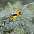 Yellow Oriole - Photos, page 1