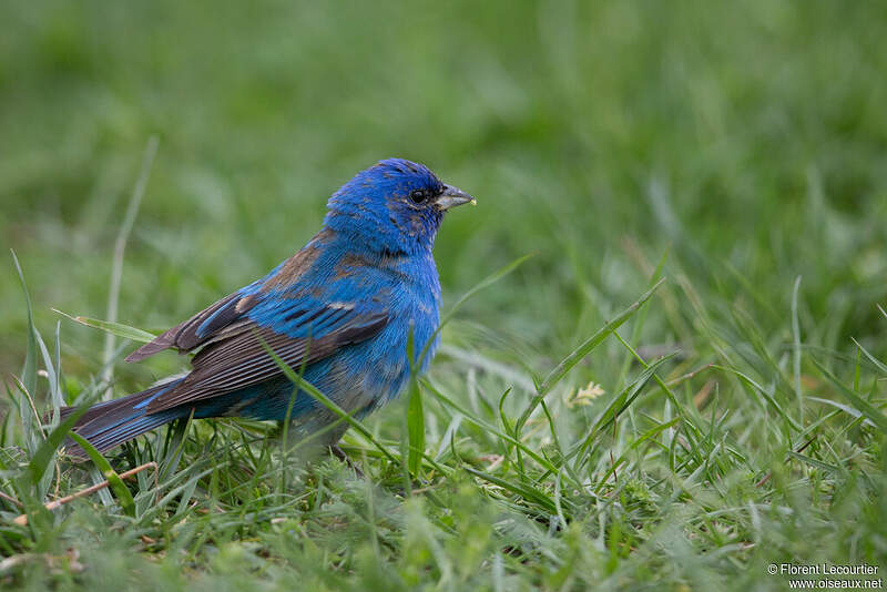 Indigo Bunting - Passerina cyanea - flle244305