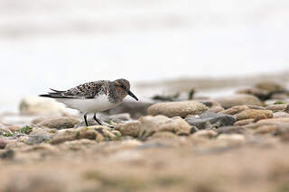 Bécasseau sanderling - fram102201
