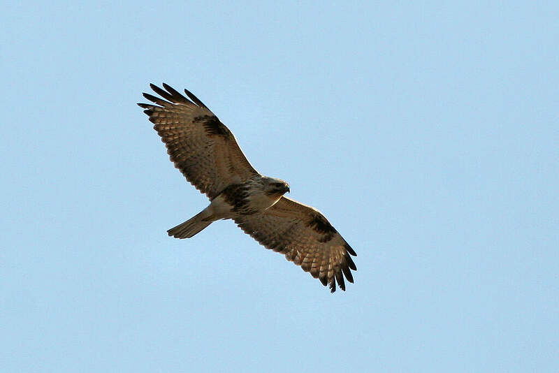 Eastern Buzzard - Buteo japonicus - fram97717
