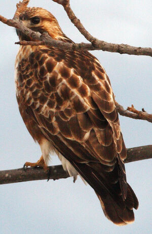 Eastern Buzzard - Buteo japonicus