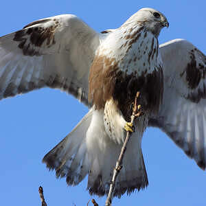 Buse pattue - Buteo lagopus