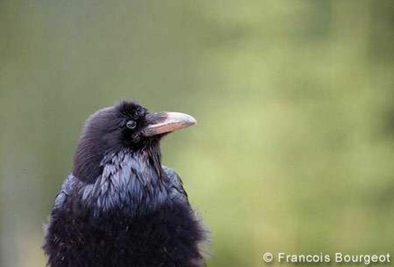 Grand Corbeau - frbo993