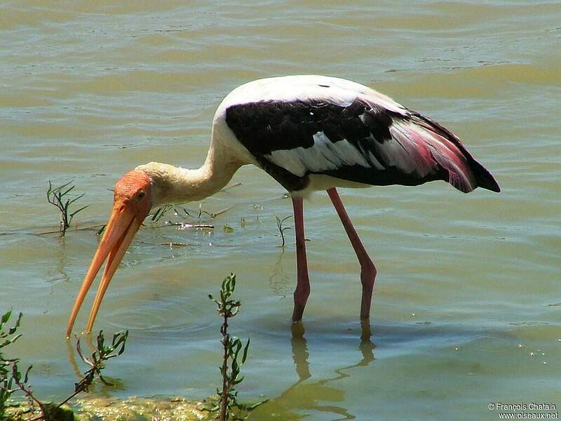 Tantale indien adulte - frch17890