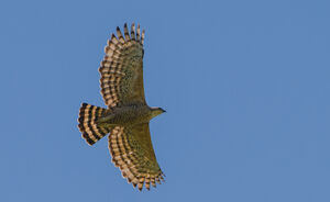 Legge's Hawk-Eagle - Nisaetus kelaarti