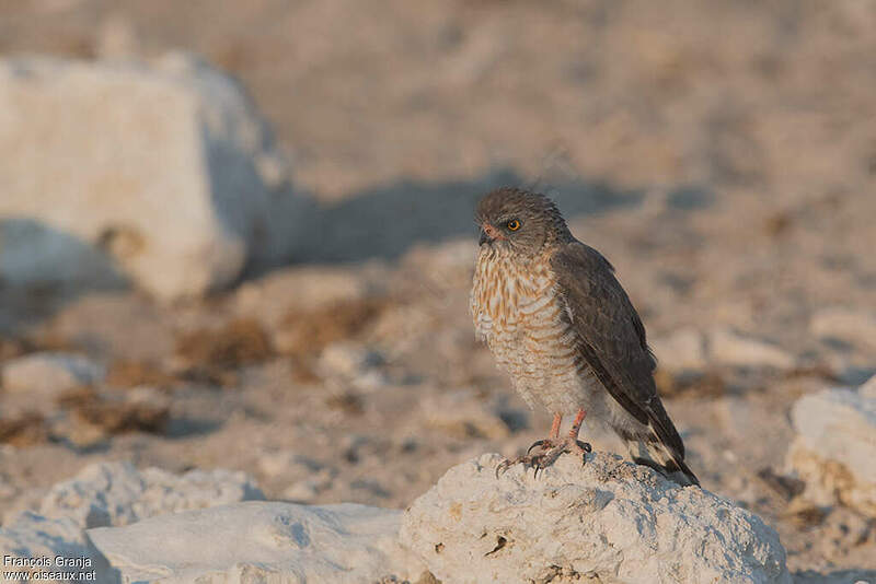 Gabar Goshawk - Micronisus gabar - frgr253015