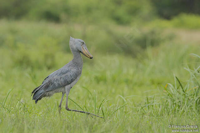 Bec-en-sabot du Nil adulte - frgr191749