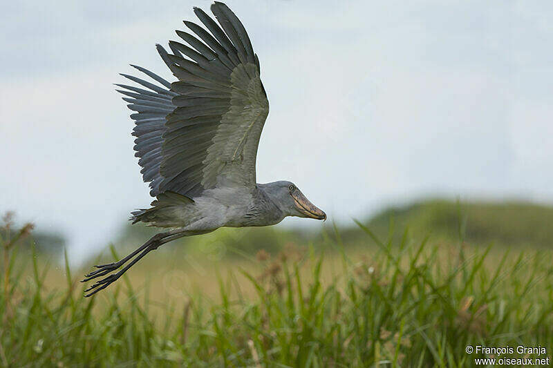 Bec-en-sabot du Nil adulte - frgr193426