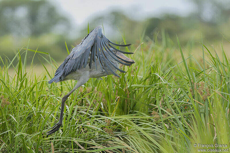 Bec-en-sabot du Nil adulte - frgr193428