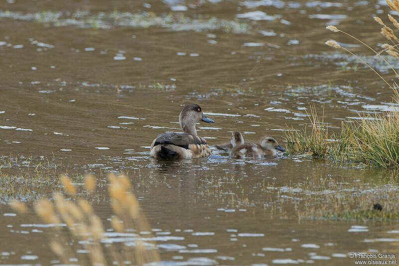 Canard huppé - frgr289752