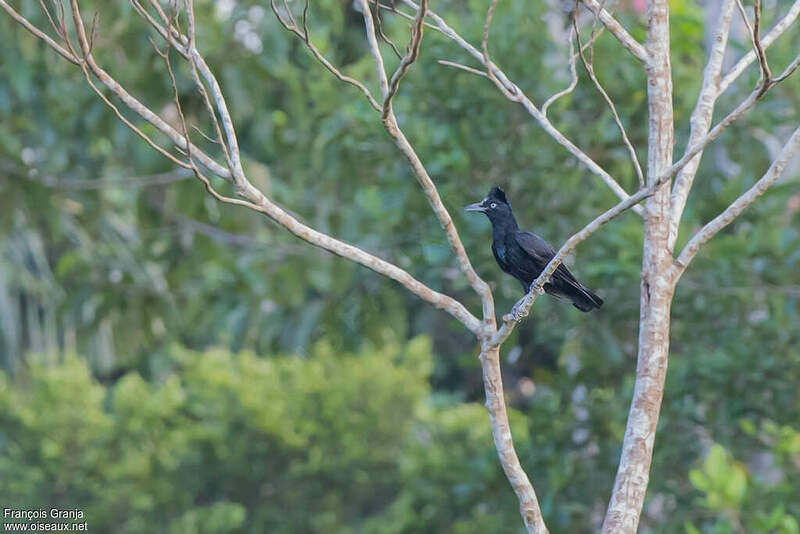 Coracine ornée adulte - frgr225220
