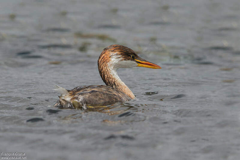 Grèbe microptère adulte internuptial - frgr290650