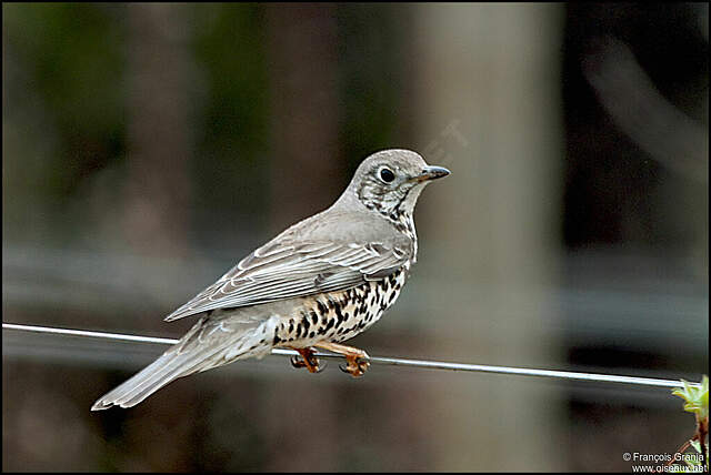 Grive draine adulte - frgr133160