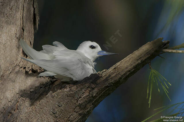 Gygis blanche adulte - frgr181022