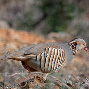 Perdrix gambra - Alectoris barbara