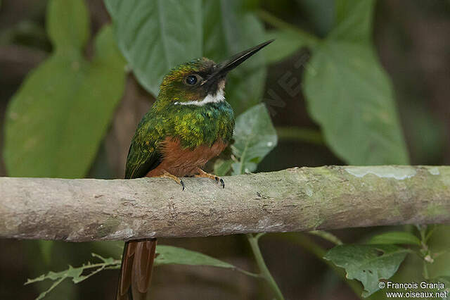 Jacamar à queue rousse mâle adulte - frgr158951