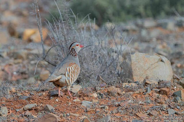 Perdrix gambra - frgr239896