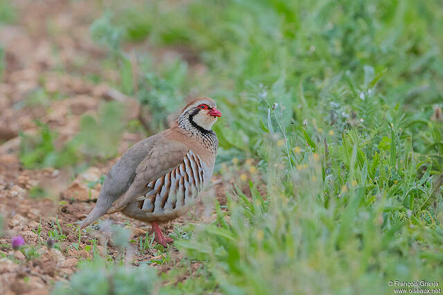 Perdrix rouge - frgr222734