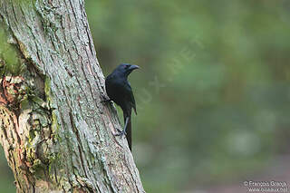 Piapiac africain adulte - frgr191470