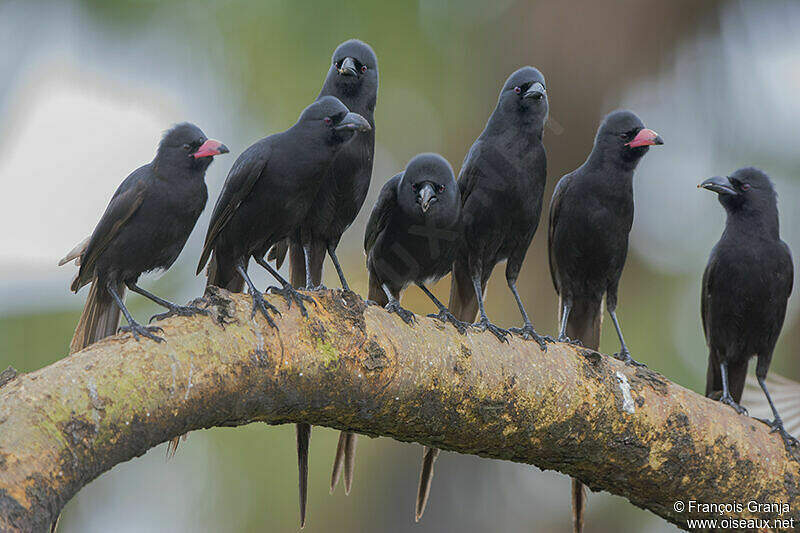 Piapiac africain - frgr191681