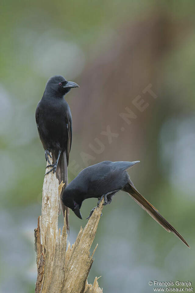 Piapiac africain - frgr191682