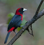 Crimson-collared Tanager - Ramphocelus sanguinolentus