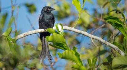 Mayotte Drongo - Pictures, page 1