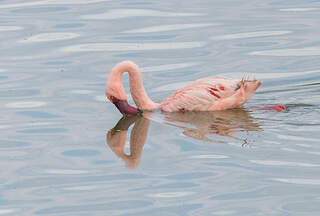 Flamant nain - frje260829