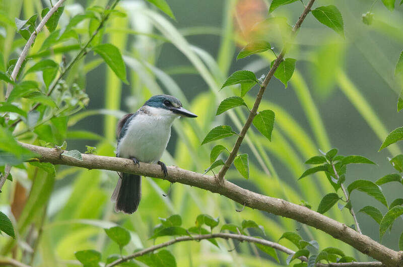 Martin-chasseur vénéré adulte - frsa155320