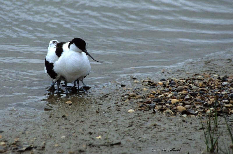 Avocette élégante - frfo63666