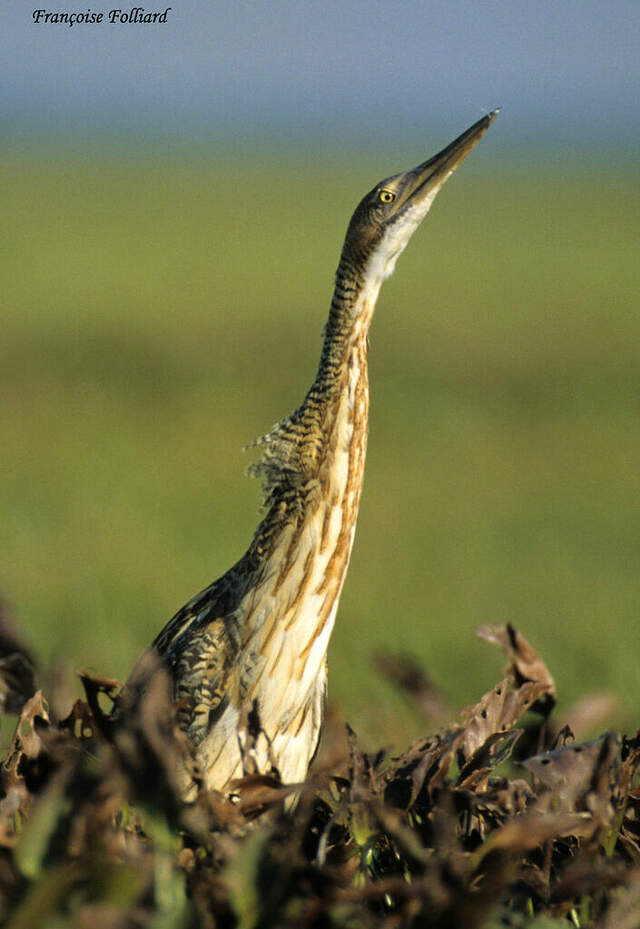 Butor mirasol - frfo64017