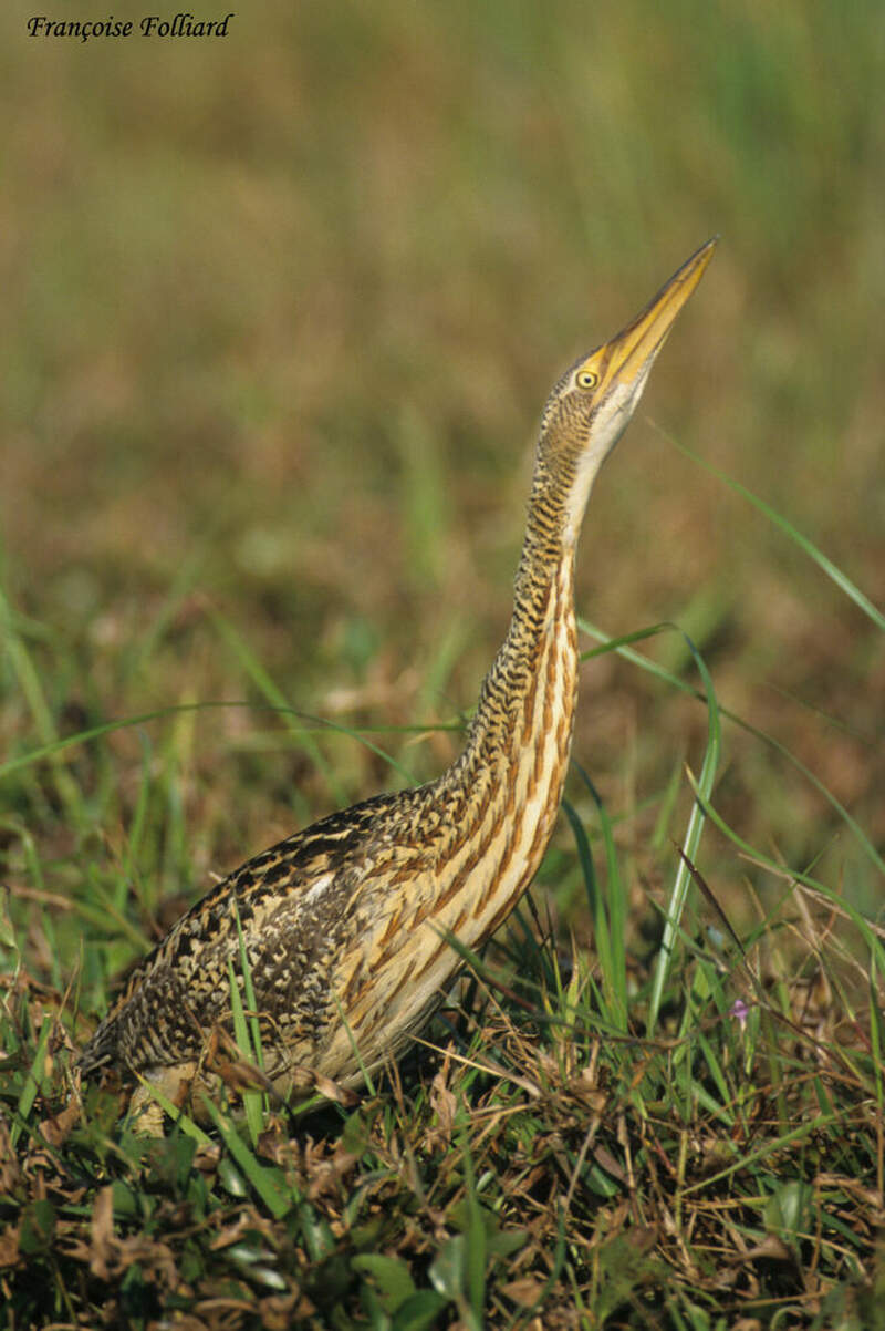 Butor mirasol adulte - frfo64018