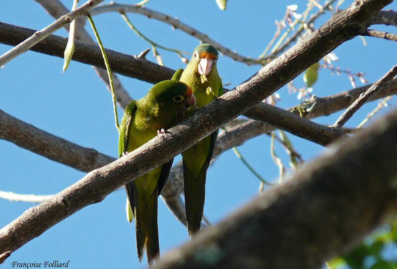 Conure à front rouge - frfo63877