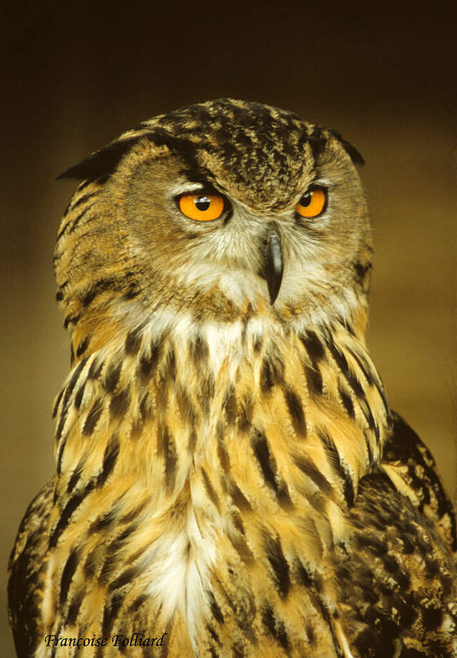 Grand-duc d'Europe adulte - frfo64387