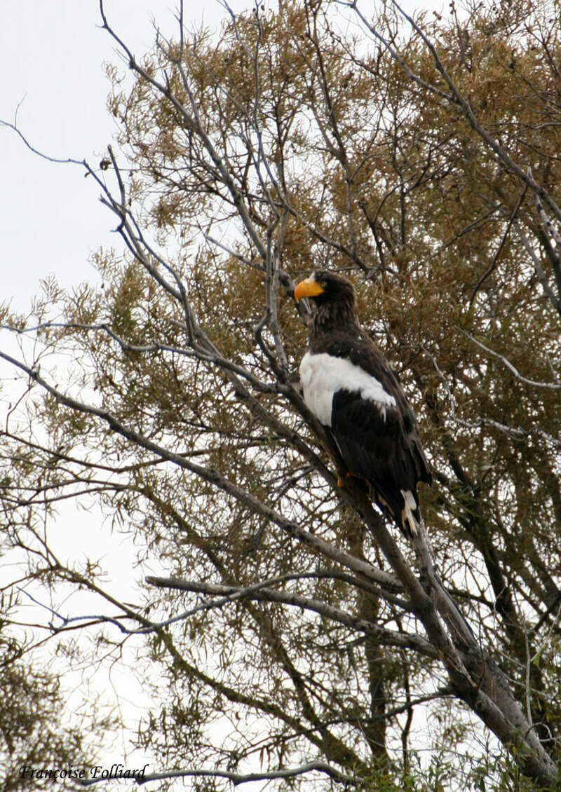 Steller's Sea Eagle - Haliaeetus pelagicus adult - frfo63885