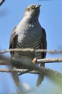 Coucou gris - Cuculus canorus
