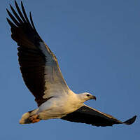 Pygargue blagre - Haliaeetus leucogaster