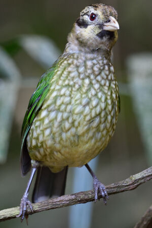 Spotted Catbird - Ailuroedus maculosus