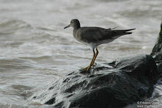 Chevalier errant adulte - frle19477