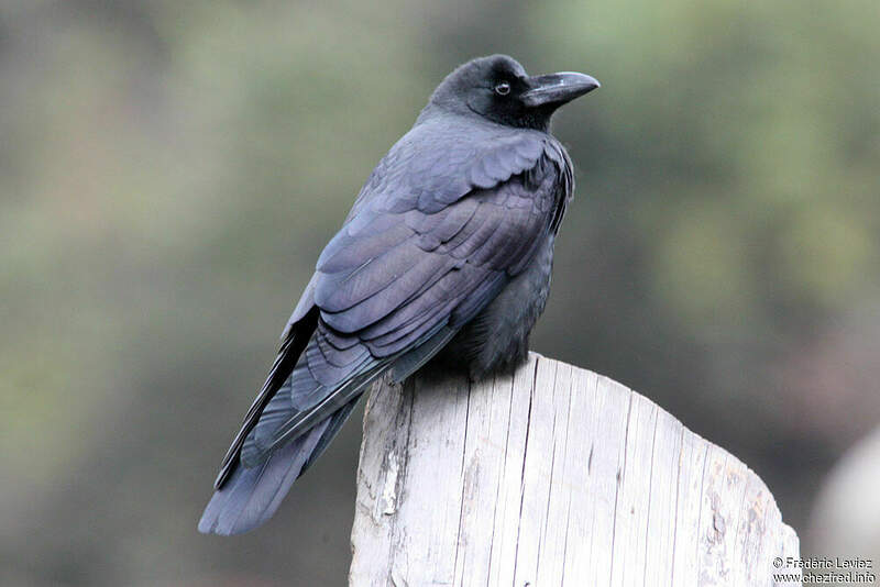 Corbeau à gros bec adulte - frle110652