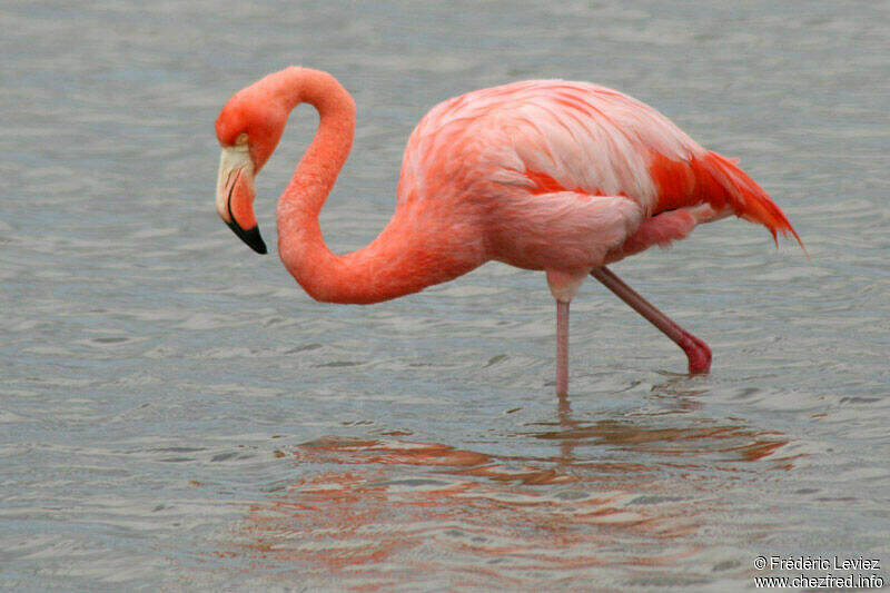 Flamant rose adulte - frle20239