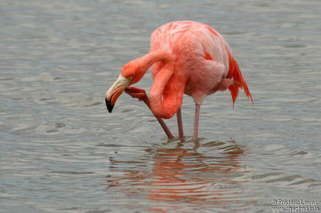 Flamant rose adulte - frle20240