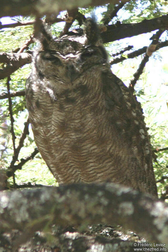 Grand-duc vermiculé adulte - frle43287