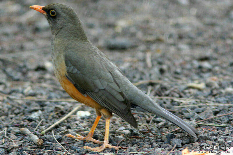 Abyssinian Thrush - Turdus abyssinicus adult - frle43538