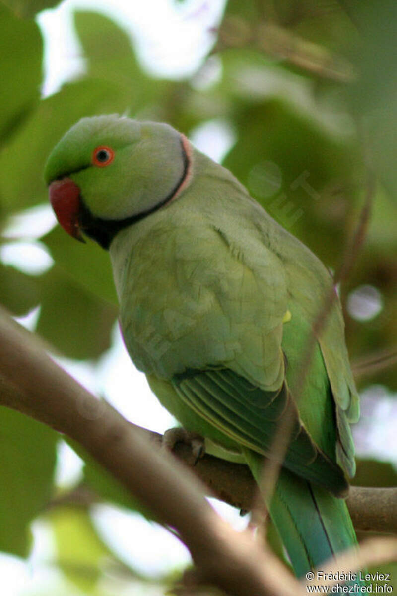 Perruche à collier adulte - frle25662