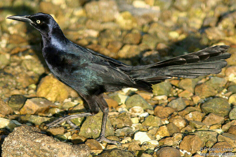 Quiscale à longue queue adulte - frle49826