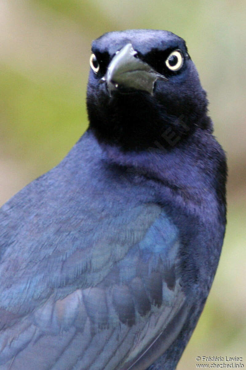 Quiscale à longue queue adulte - frle49828