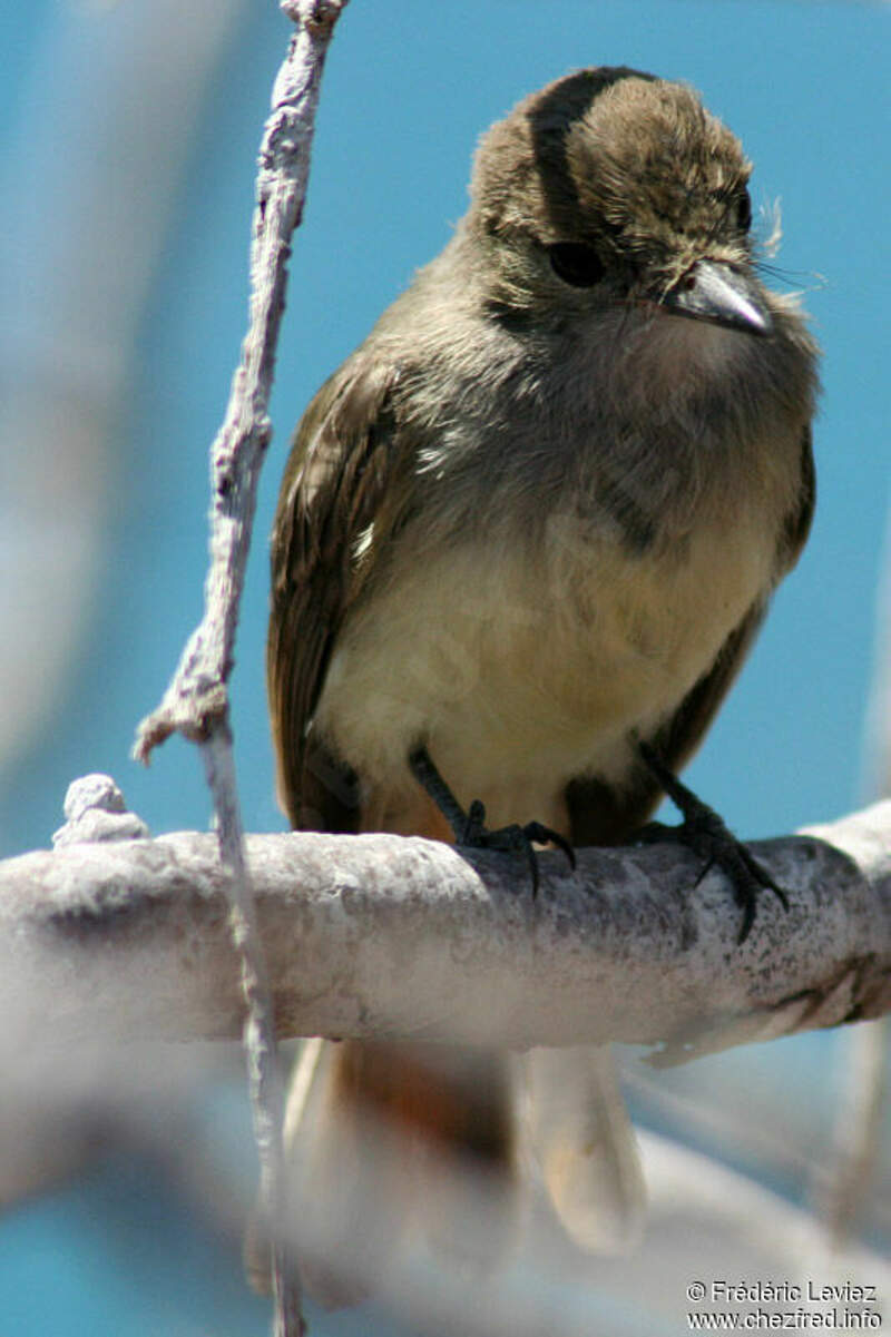 Galapagos Flycatcher - Myiarchus magnirostris - frle20350