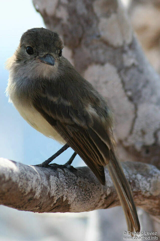 Galapagos Flycatcher - Myiarchus magnirostris adult - frle20351